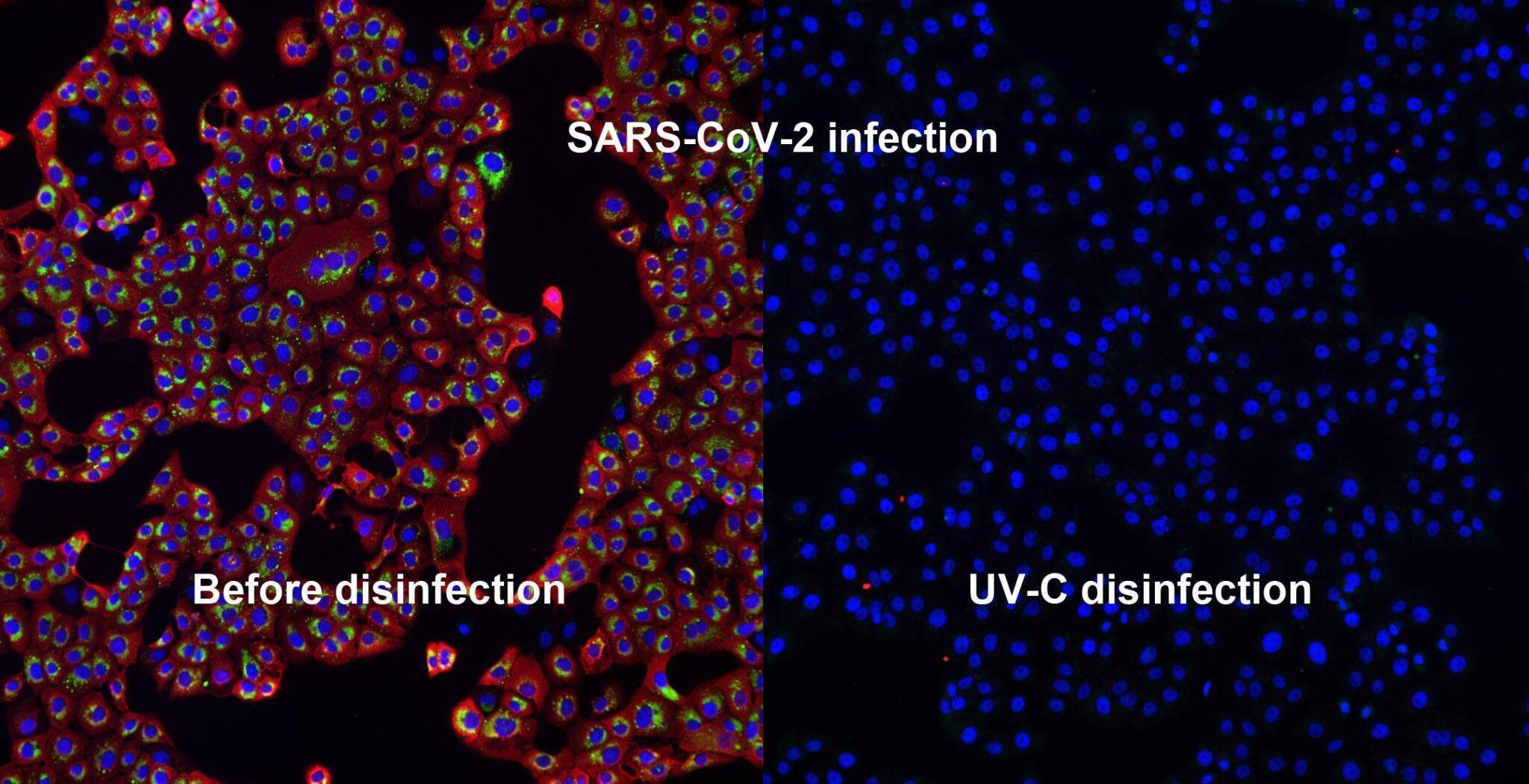 SARS-CoV-2 - NeoVirTech